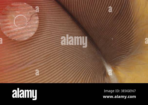 orange bird feather at high magnification with water drops Stock Video ...