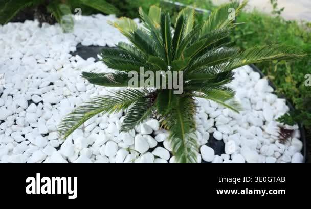Sago palm family Cycadaceae and white stones in flower pot. Small sago ...