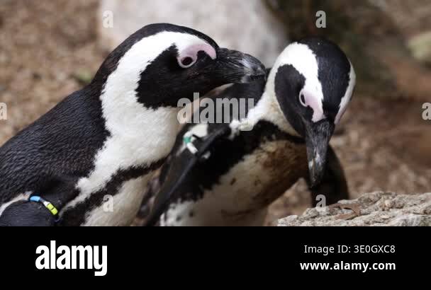 Closeup of two penguins touching beaks in zoo. Beautiful cute penguins ...