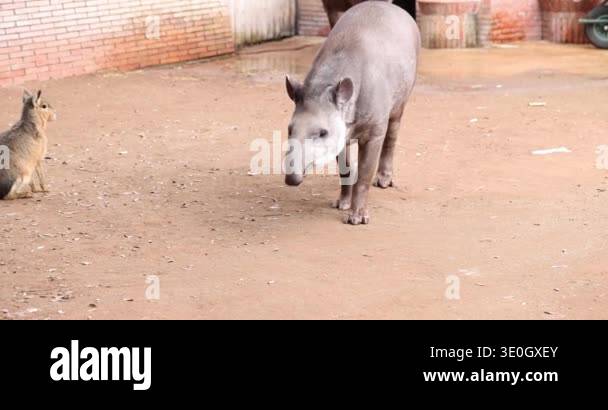 Tapir with distinctive snout explores surroundings in zoo environment ...