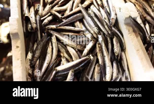Display of plentiful pile of fresh anchovies with silvery sheen. Fish ...