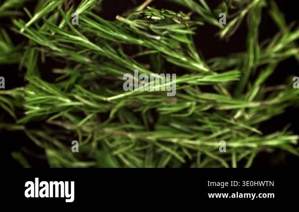 Super slow motion of the rosemary sprigs. Filmed on a high-speed camera ...