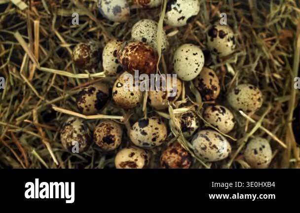 Quail eggs fly up with hay. Filmed on a high-speed camera at 1000 fps ...