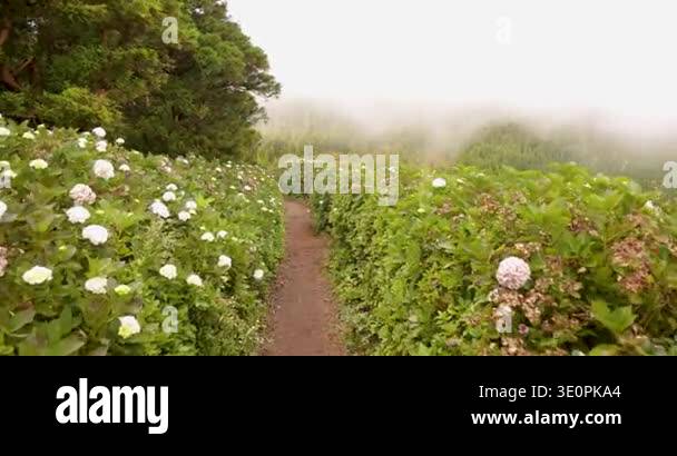 Walking on a path through a field of green hydrangea bloomed bushes ...