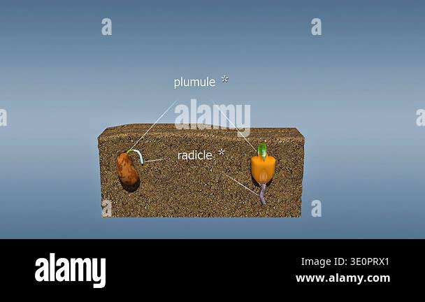 3d animation of seed germination showing sprout emerging from soil with ...