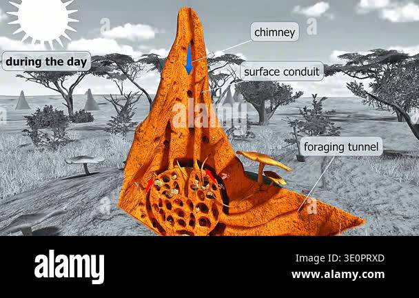 3d animation of termite mound ventilation system showing air ...
