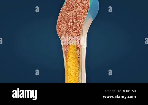 3d animation of long bone structure showing diaphysis, epiphysis ...
