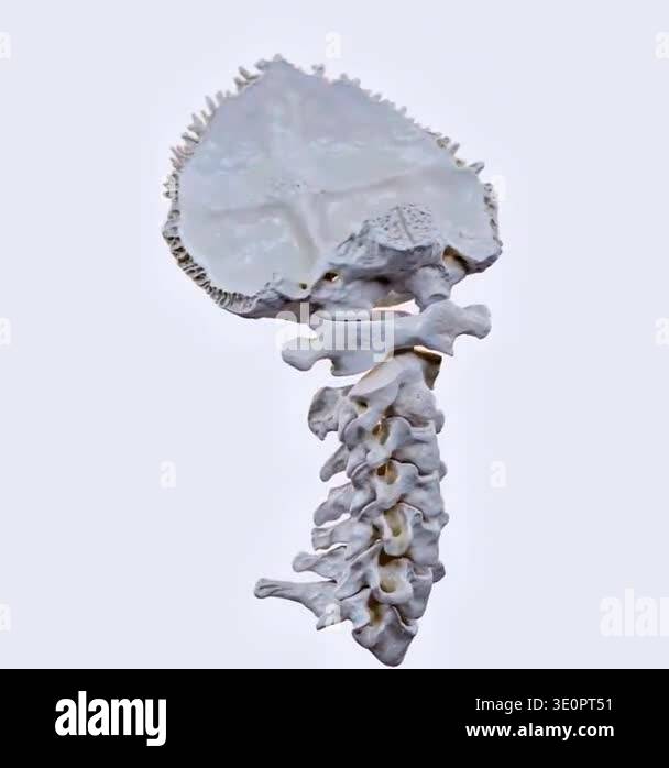 3d animation of human body showing biomechanics of axial rotation in ...
