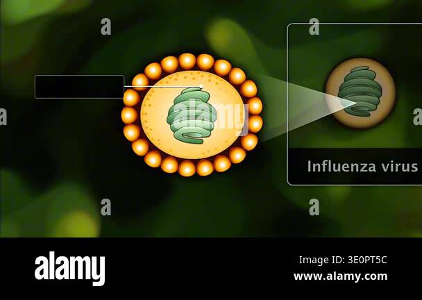 3d animation of influenza virus structure showing spherical shape with ...