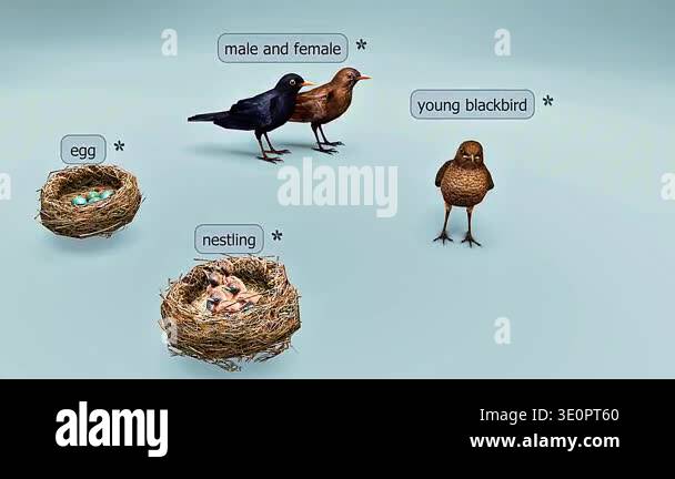 3d animation of altricial bird life cycle showing egg, hatchling ...