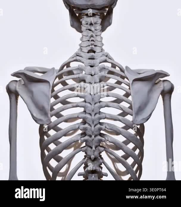 3d animation of shoulder girdle biomechanics showing scapula movements ...
