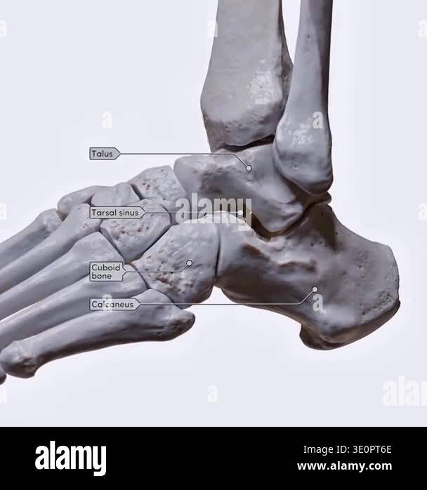 3d animation of foot biomechanics showing inversion and eversion ...
