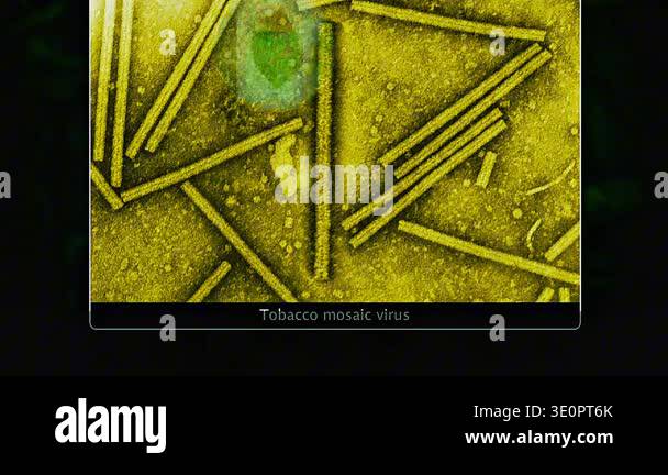 3d animation of tobacco mosaic virus showing rod-shaped structure with ...