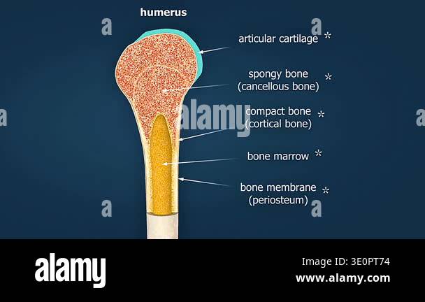 3d animation of humerus bone anatomy showing microscopic view with ...