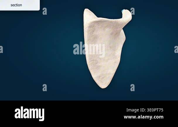 3d animation of scapula bone anatomy showing sections including spine ...