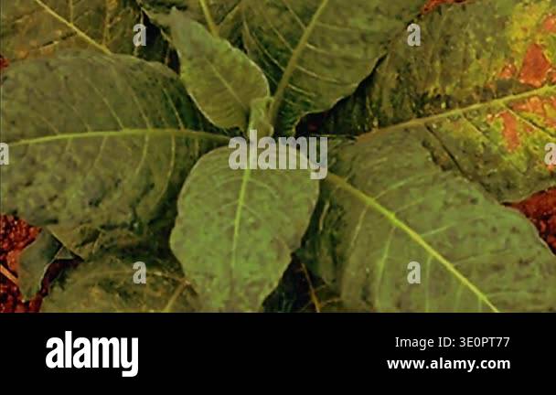 3d animation of plant diseases caused by viruses showing leaf mottling ...
