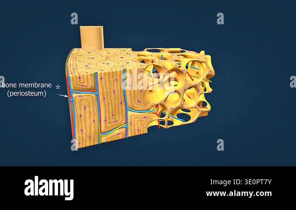 3d animation of long bone anatomy showing microscopic view with osteons ...