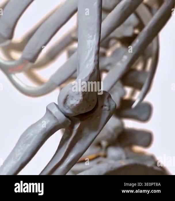 3d animation of upper limb biomechanics showing elbow flexion and ...
