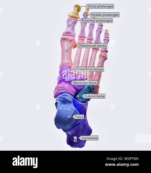 3d animation of bones of human foot showing tarsals, metatarsals, and ...