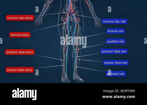 3d animation of lower limb circulatory system showing arteries and ...