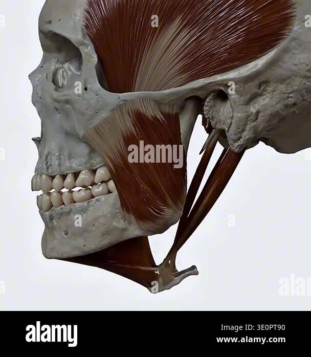 3d animation of suprahyoid muscle biomechanics showing actions in ...