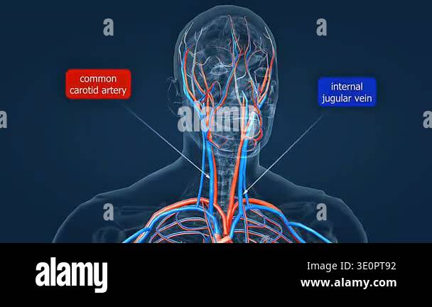 3d animation of human head and neck circulatory system showing arteries ...