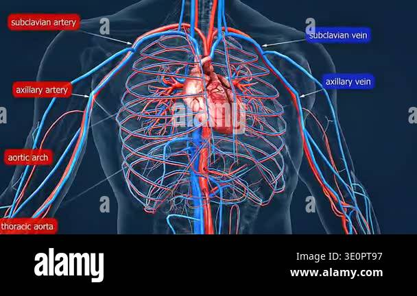 3d animation of arteries and veins of human chest showing blood supply ...