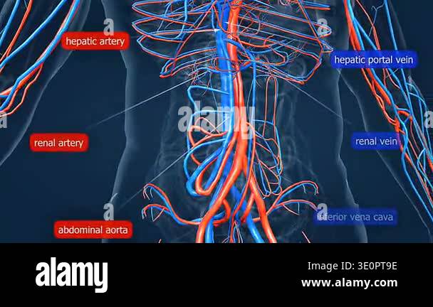 3d animation of human abdomen circulatory system showing arteries and ...