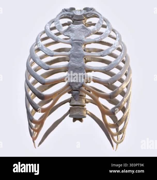 3d animation of thorax biomechanics showing rib cage and diaphragm ...