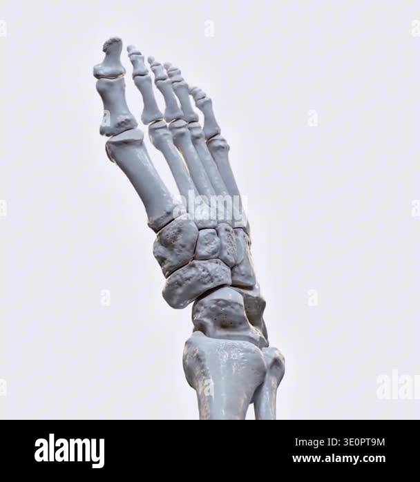 3d animation of foot biomechanics showing pronation and supination ...