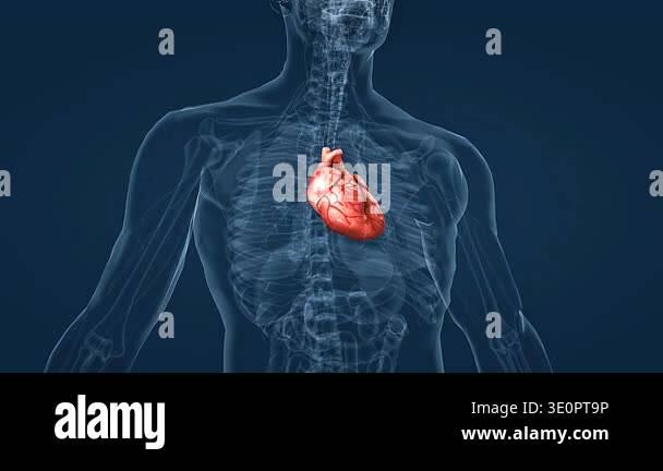 3d animation of human heart showing chambers, valves, and vessels ...