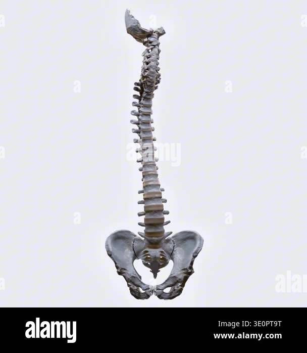 3d animation of spine biomechanics showing rotation movement of ...