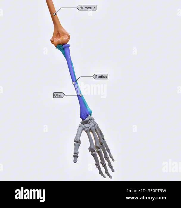 3d animation of upper limb biomechanics showing pronation and ...