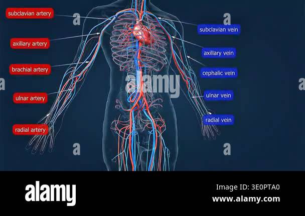 3d animation of human upper limb circulatory system showing arteries ...