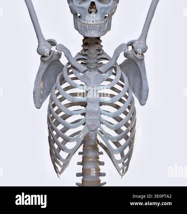 3d animation of upper extremity biomechanics showing arm abduction ...