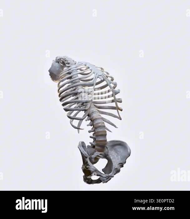 3d animation of spine biomechanics showing flexion and extension ...