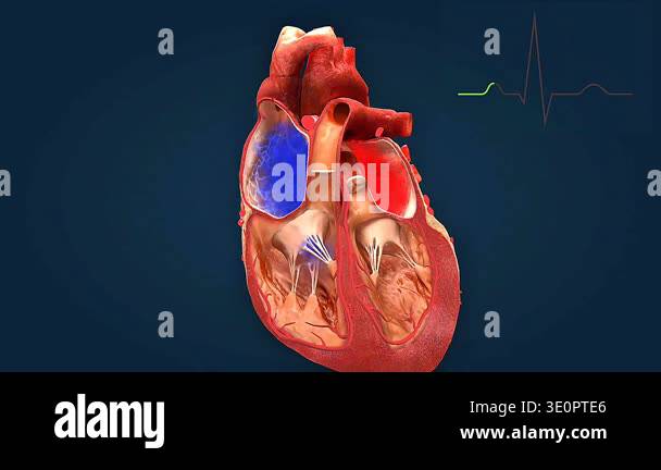 3d animation of ECG of normal human heart showing rhythmic waves, PQRST ...