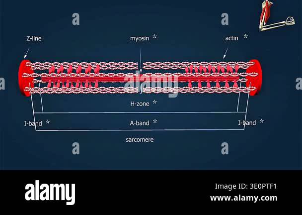 3d animation of actin and myosin in skeletal muscle showing cross ...
