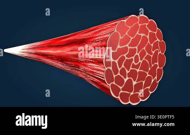 3d animation of skeletal muscle structure showing fibers, fascicles ...