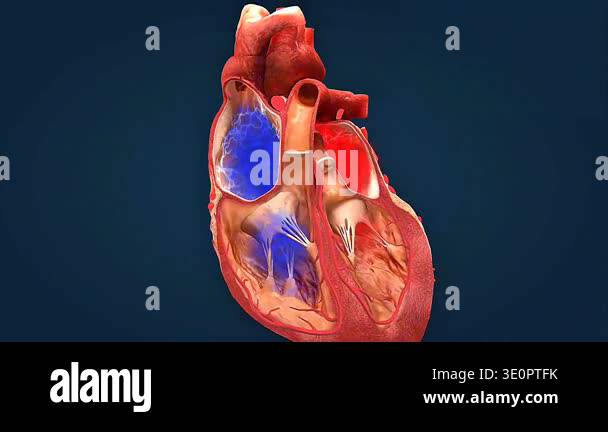3d animation of human heart showing chambers, valves, arteries, veins ...