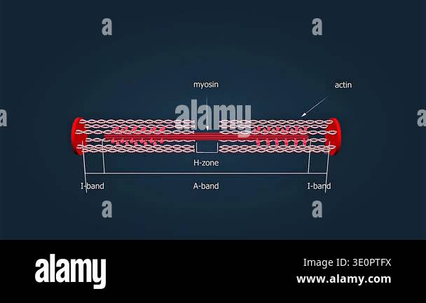 3d animation of actin and myosin in skeletal muscle showing filament ...