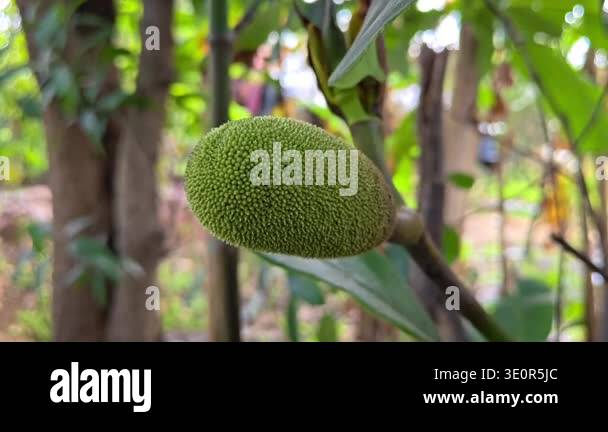 Close up shot of growing young jackfruit on the tree in the garden ...