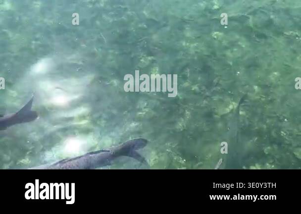 Carp fish or koi fish close-up shot from above swimming in clear ...