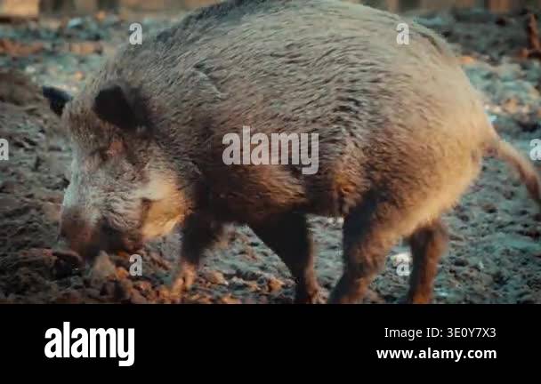 Wild Boar in the forest. Clip focuses on wildlife conservation, animal ...