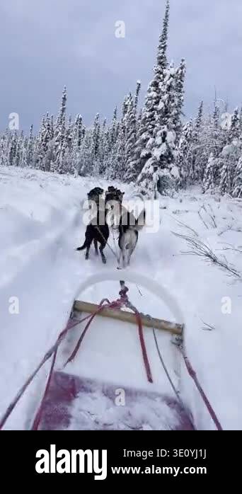 Team of Alaskan husky sled dogs pulling a sled across a snowy winter ...