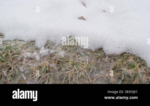 Lawn under snow covered with mold and fungus. Smooth camera movement ...
