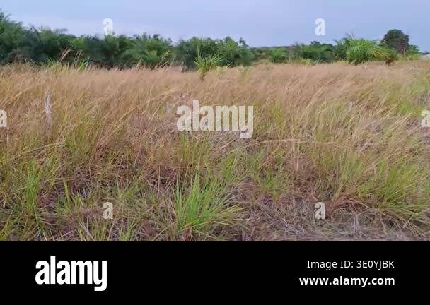 A wide shot of a wild grassland in the drying phase, with tropical palm ...