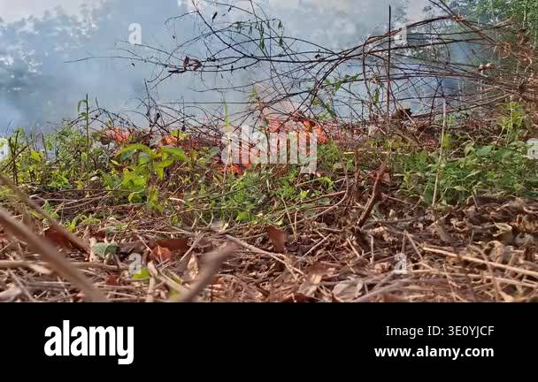 A close-up shot of fire burning through dry grass, fallen leaves, and ...