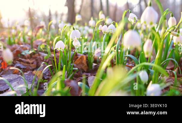 Cinematic side camera movement through blooming snowdrop flowers in ...