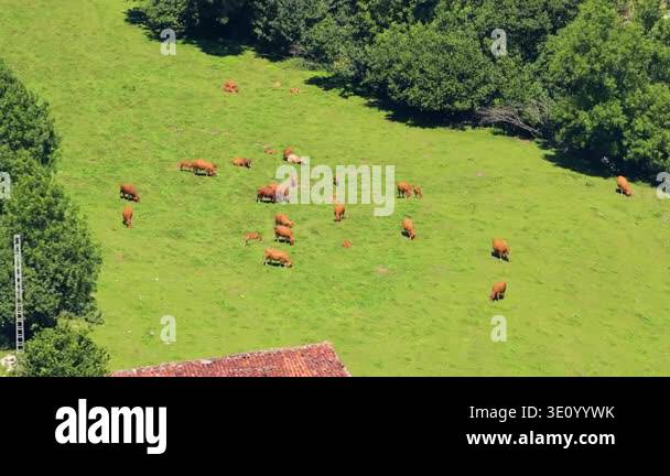 High angle view of a herd of brown cows and calves peacefully grazing ...